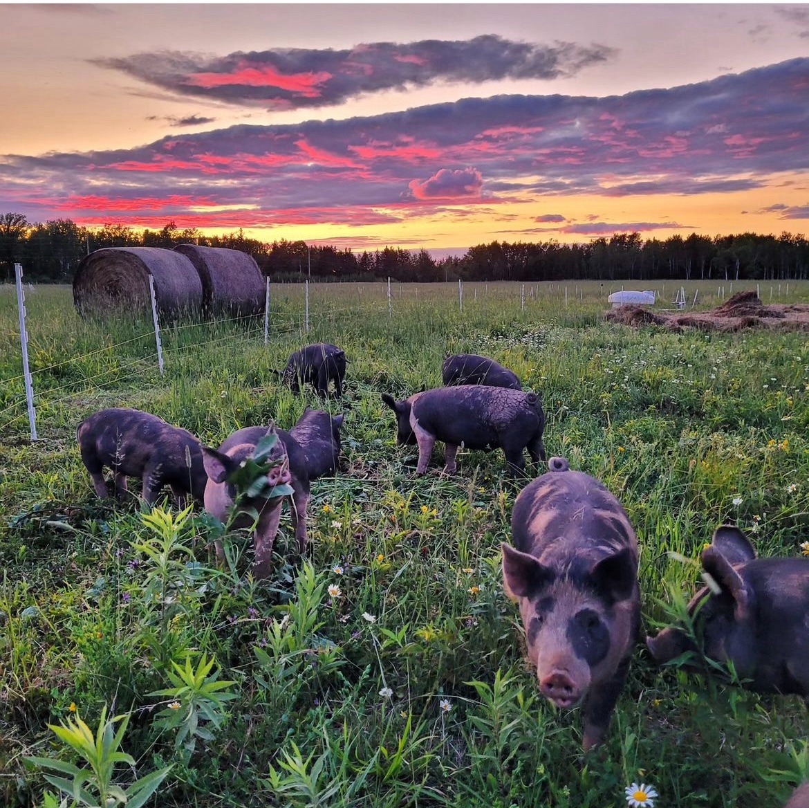 Hoop Snake Farm – Cultivating Regenerative Abundance