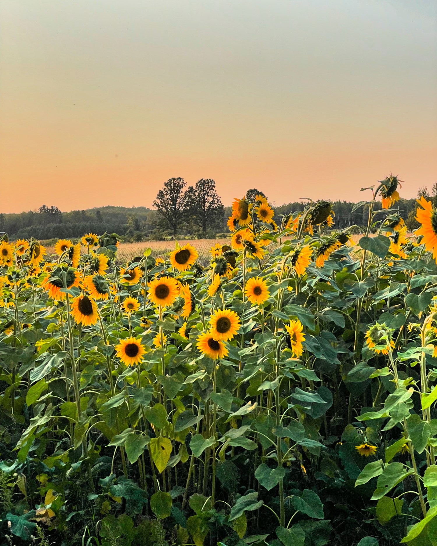 Hoop Snake Farm – Cultivating Regenerative Abundance