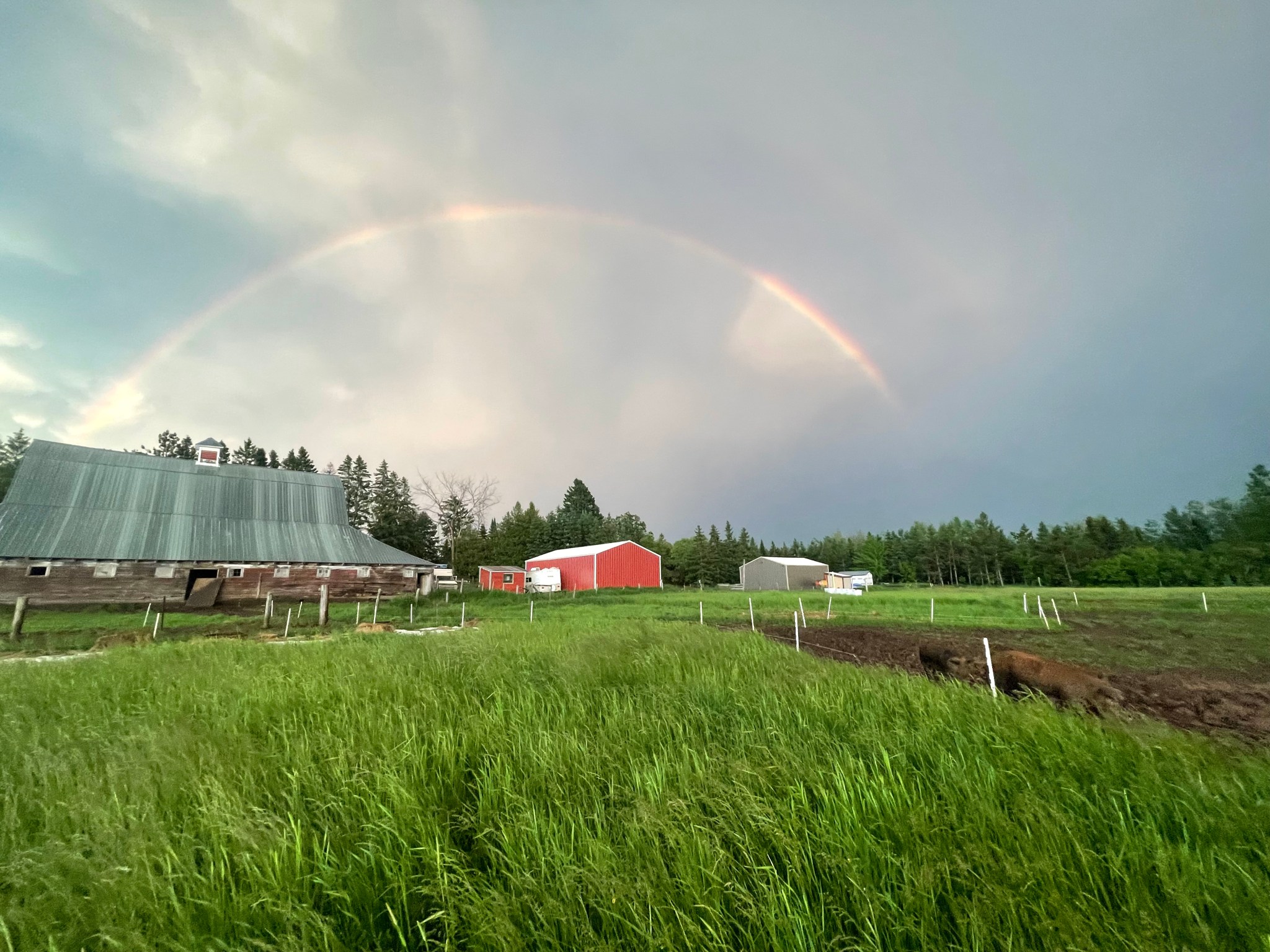 Hoop Snake Farm – Cultivating Regenerative Abundance