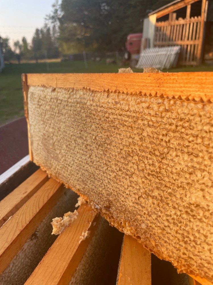 Hoop Snake Farm – Cultivating Regenerative Abundance